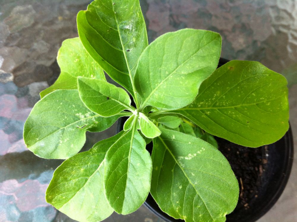 Ashwagandha | Bartanica